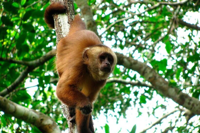 Tambopata: Multi-Day Amazon Rainforest Tour with Local Guide - FAQ