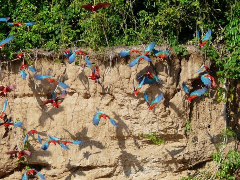 Tambopata National Reserve Tour 3 Days - Exploring Tambopata National Reserve: A 3-Day Adventure in Perus Amazon