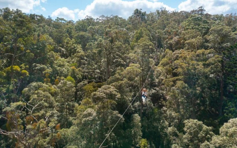 Tamborine Mountain: TreeTop Challenge Adrenaline Pass - The High Ropes Challenge: Testing Skills and Courage
