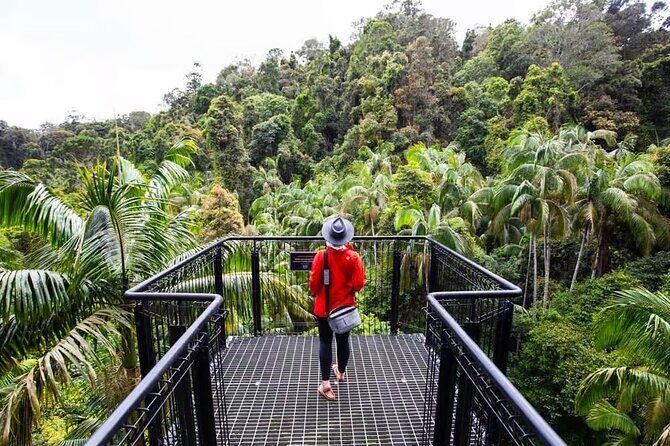 Tamborine Rainforest Skywalk + Hop on Hop off Bus - Authentic Experiences & Guest Feedback
