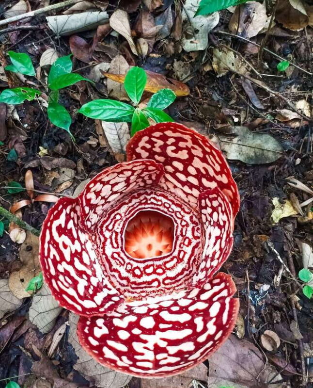 Tambunan: Rafflesia Flower Trekking with Rustic Lunch - Introduction