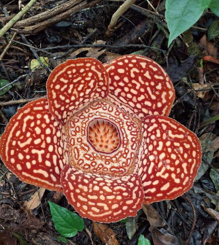Tambunan: Rafflesia Flower Trekking with Rustic Lunch - What to Expect from the Rafflesia Trekking Tour