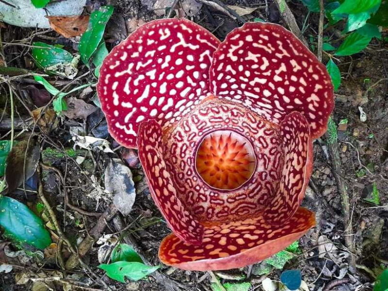 Tambunan: Rafflesia Flower Trekking with Rustic Lunch - The Sum Up