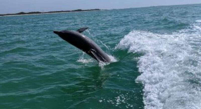Tampa Bay: Dolphin Shelling Snorkeling Cruise - Practical Information and Tips