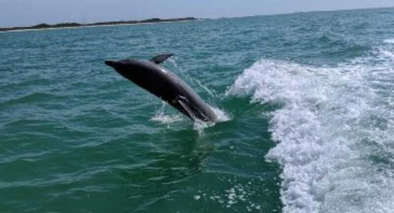 Tampa Bay: Dolphin Shelling Snorkeling Cruise - Who Is This Tour Best For?