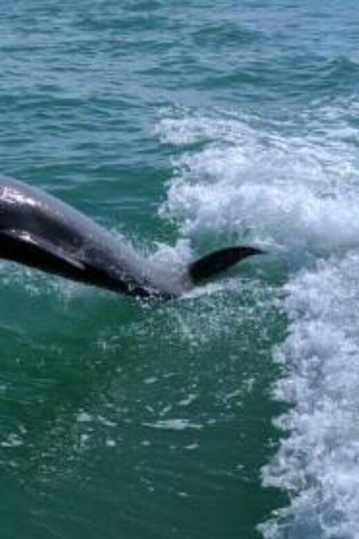 Tampa Bay: Dolphin Shelling Snorkeling Cruise - The Sum Up