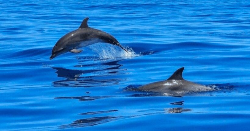 Tampa Bay: Dolphin Shelling Snorkeling Cruise - FAQ