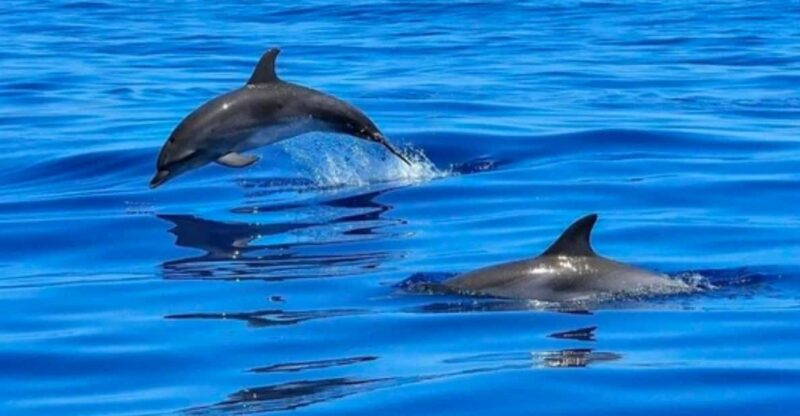 Tampa Bay: Dolphin Shelling Snorkeling Cruise - What Makes This Tour Special?