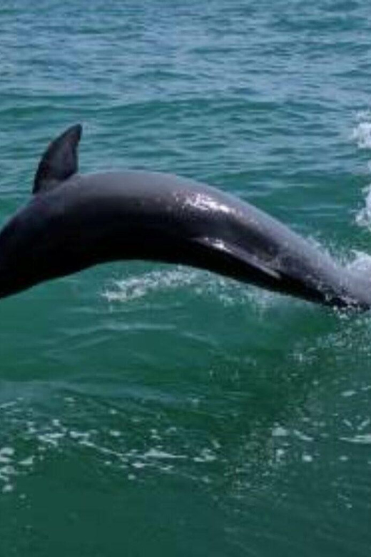 Tampa Bay: Dolphin Shelling Snorkeling Cruise - The Itinerary and Experience Breakdown