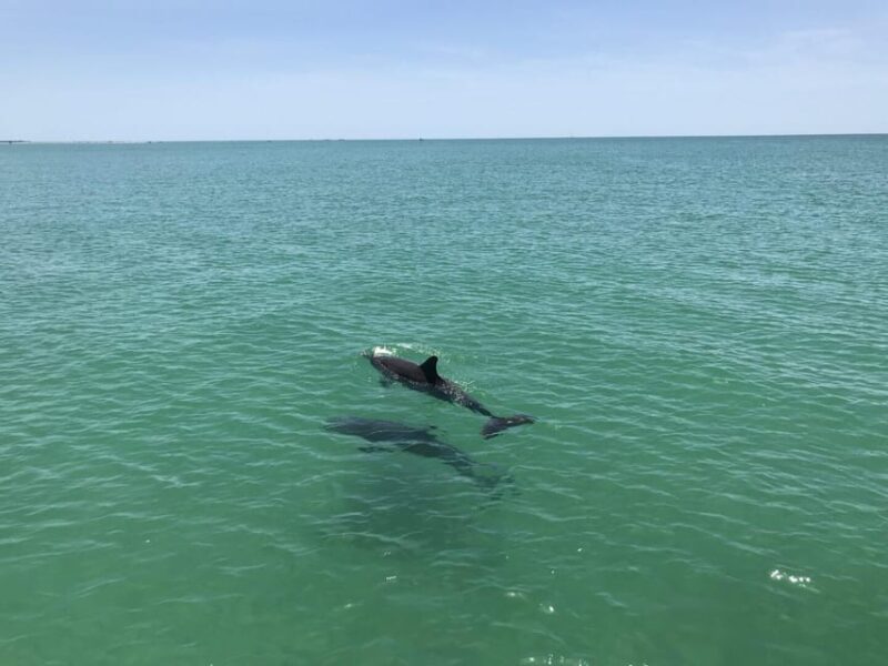 Tampa Bay: Dolphin Shelling Snorkeling Cruise - What Travelers Say