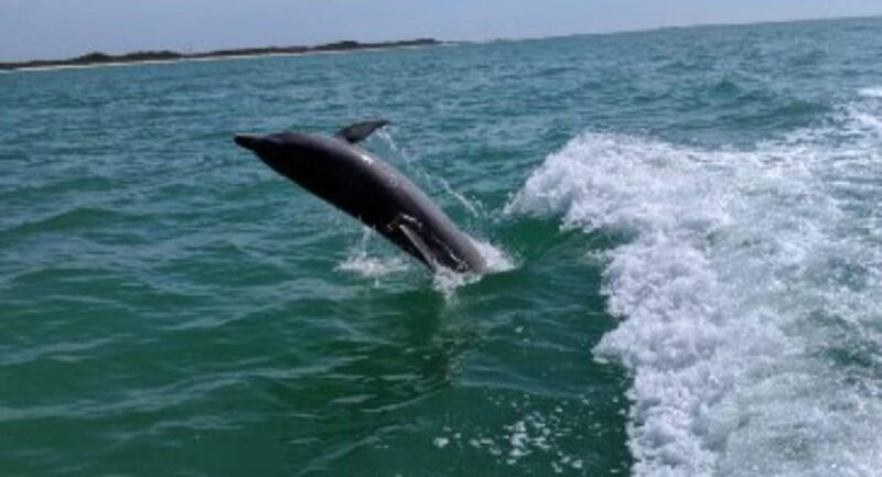 Tampa Bay: Dolphin Shelling Snorkeling Cruise - Why the Price Matters