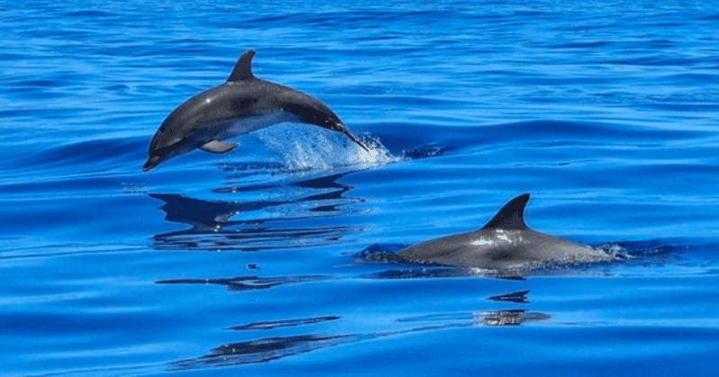 Tampa Bay: Dolphin Shelling Snorkeling Cruise - Who Should Consider This Tour?