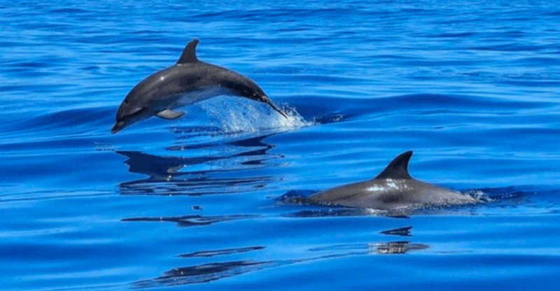 Tampa Bay: Dolphin Shelling Snorkeling Cruise - Final Thoughts