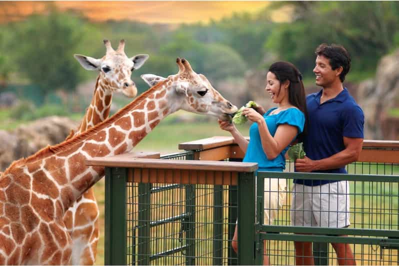 Tampa Bay: Serengeti Safari Tour - Key Points