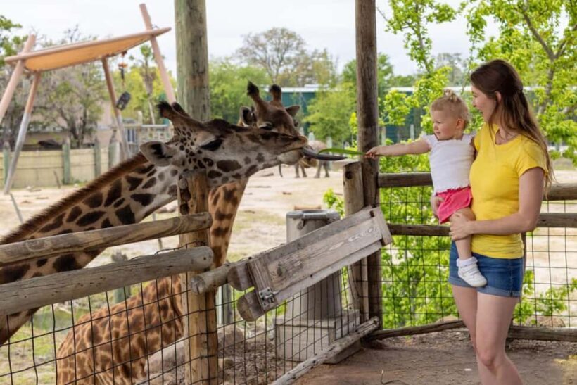 Tampa: ZooTampa at Lowry Park Ticket with After Hours Option - A Closer Look at the Experience