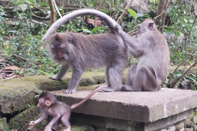 Tanah Lot And Ubud - Full Day Private Tour - Authentic Experiences and Practical Tips