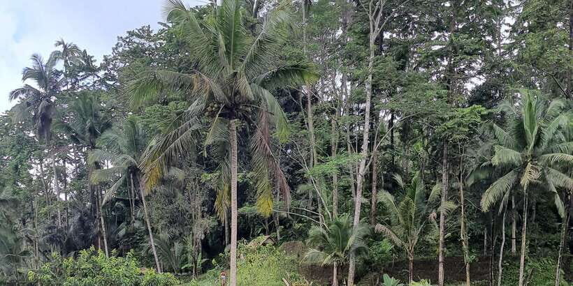 Tanah lot, Beratan lake temple, Jatiluwih rice terrace - The Sum Up: Who Will Get the Most Out of This Tour?
