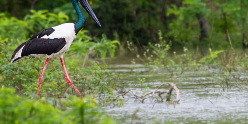 Tangalle/Hiriketiya/Galle: Shuttle to Ella with Yala Safari - Practical Tips for Travelers