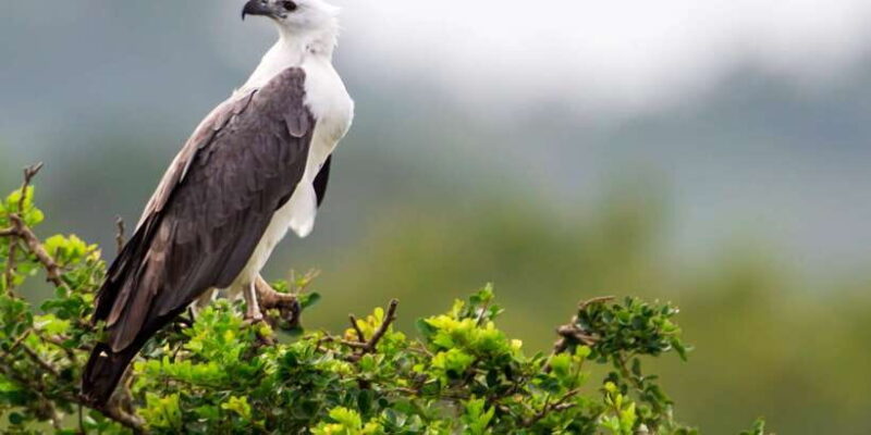 Tangalle/Hiriketiya/Galle: Shuttle to Ella with Yala Safari - Who Is This Tour Best For?