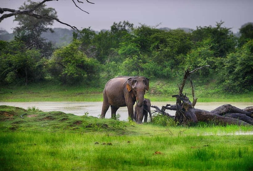 Tangalle/Hiriketiya/Mirissa: Shuttle to Ella and Yala Safari - An Introduction to the Experience