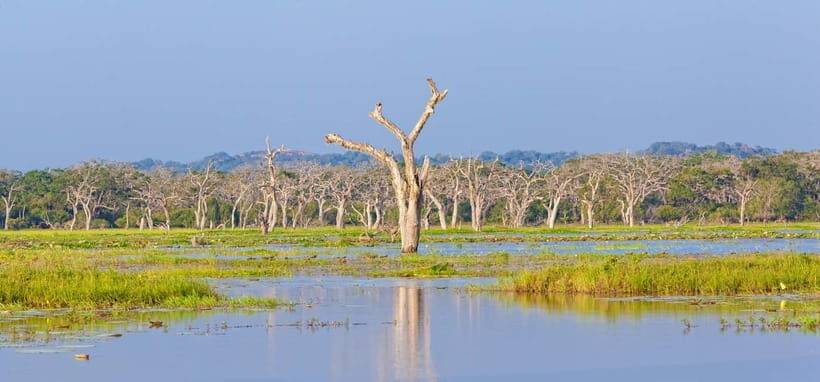 Tangalle/Hiriketiya/Mirissa: Shuttle to Ella and Yala Safari - Visualizing the Experience