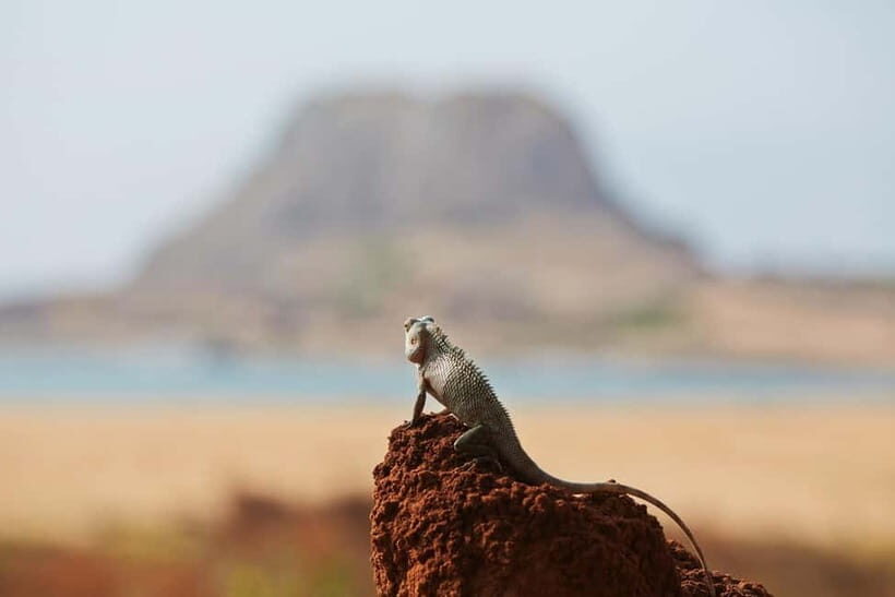 Tangalle/Hiriketiya/Mirissa: Shuttle to Ella and Yala Safari - The Sum Up: Who Should Consider This Tour?