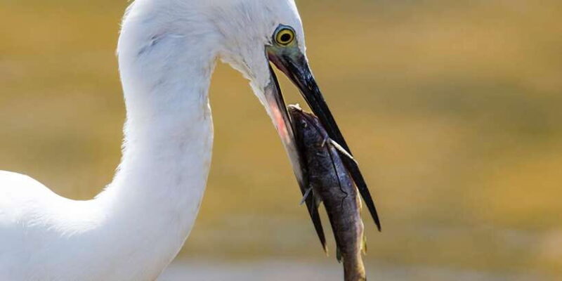 Tangalle/Hiriketiya: Udawalawa Safari & Elephant Transit Hom - FAQ