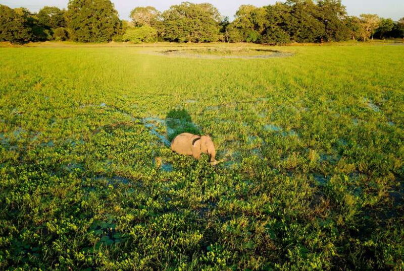 Tangalle/Hiriketiya: Yala National Park Safari in a 4x4 - The Wildlife Experience: What Makes It Special