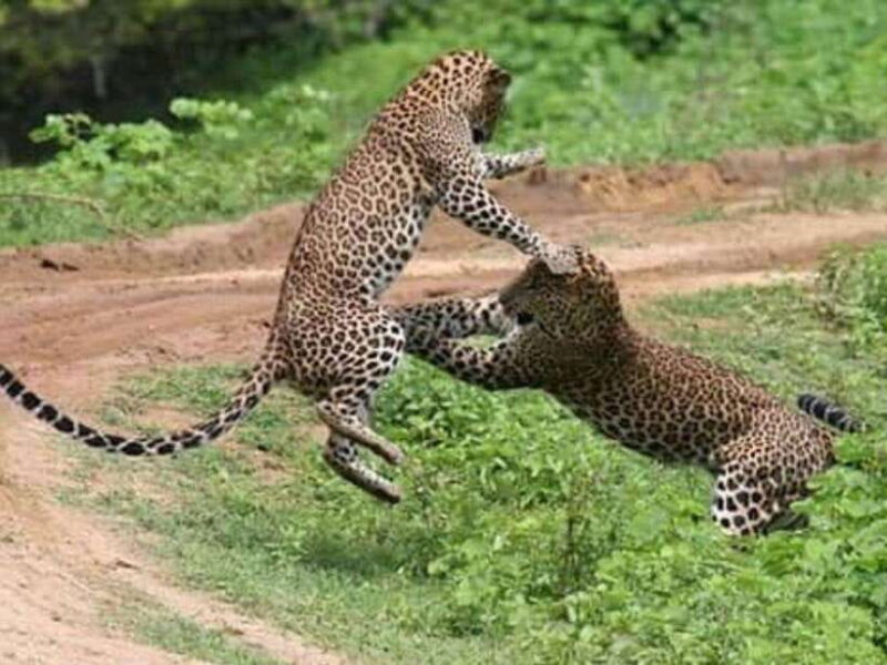 Tangalle/Mirissa: All Inclusive Full-Day Safari at Yala Park - The Experience of Wildlife Viewing