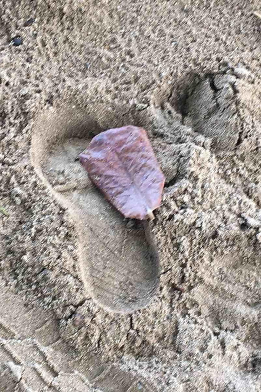 Tanoa Waterfront Hotel to Natadola Beach Round Trip - Key Points