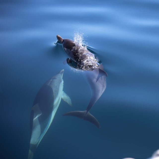Taormina Coast Tour and Searching Dolphins - Value and Practical Considerations