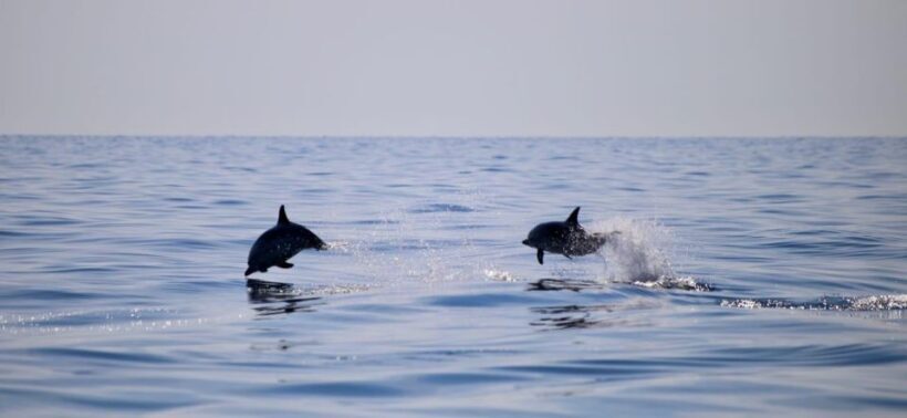Taormina Coast Tour and Searching Dolphins - Final Thoughts: Is It Worth It?