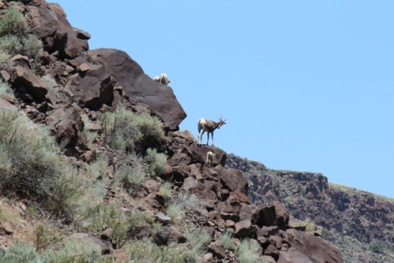 Taos/Santa Fe: Rio Grande Class IV "Taos Box" Rafting - Who Should Consider This Trip?