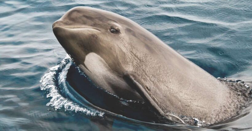 Tarifa: Whale & Dolphin Watching in the Strait of Gibraltar - A Detailed Look at the Experience
