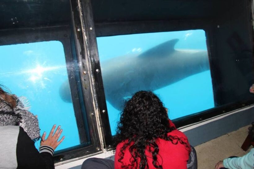 Tarifa: Whale & Dolphin Watching in the Strait of Gibraltar - Why This Tour Offers Good Value