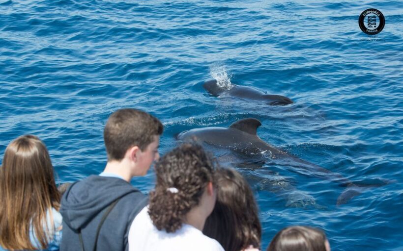 Tarifa: Whale & Dolphin Watching in the Strait of Gibraltar - Who Will Enjoy This Tour?