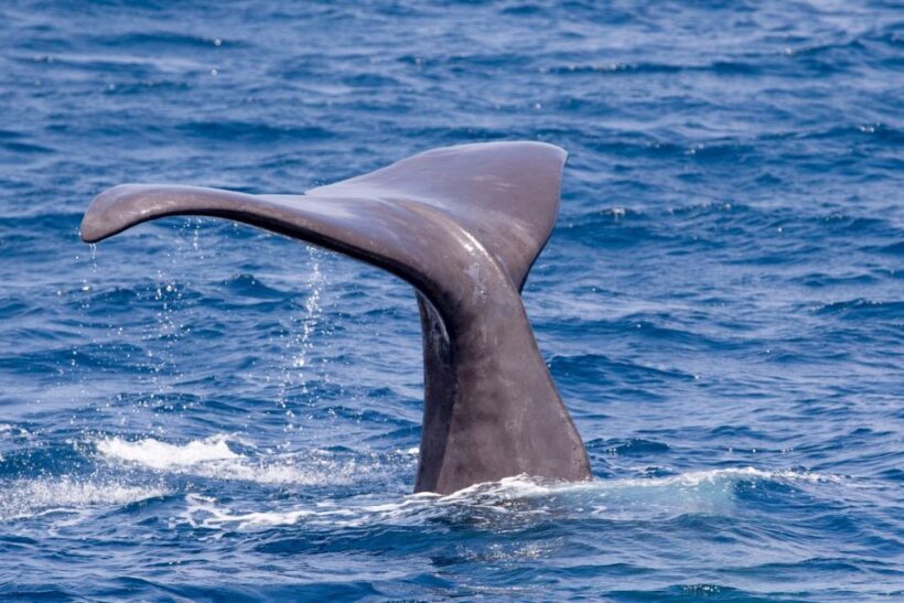 Tarifa: Whale & Dolphin Watching in the Strait of Gibraltar - FAQ