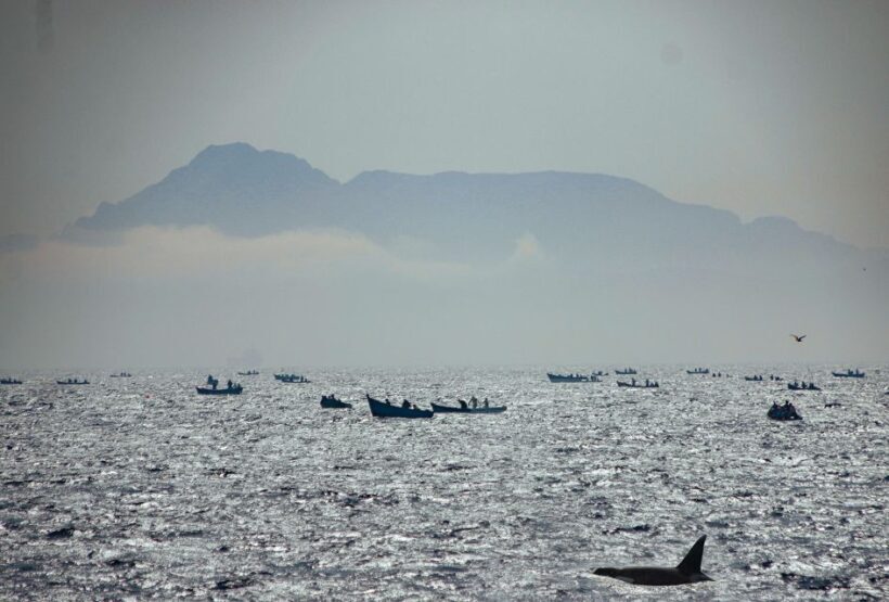 Tarifa: Whale & Dolphin Watching in the Strait of Gibraltar - The Bottom Line
