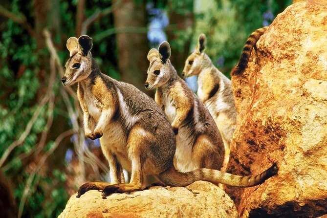 Taronga Zoo entry & Sydney Harbour 2-Day Hop On Hop Off Cruise - A Practical Look at the Sydney Harbour 2-Day Hop-On Hop-Off Cruise & Taronga Zoo Entry
