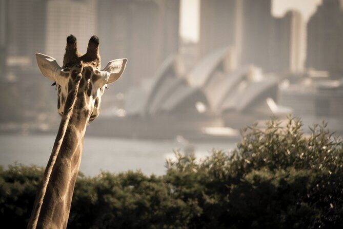 Taronga Zoo entry & Sydney Harbour 2-Day Hop On Hop Off Cruise - The Experience and Real-World Insights