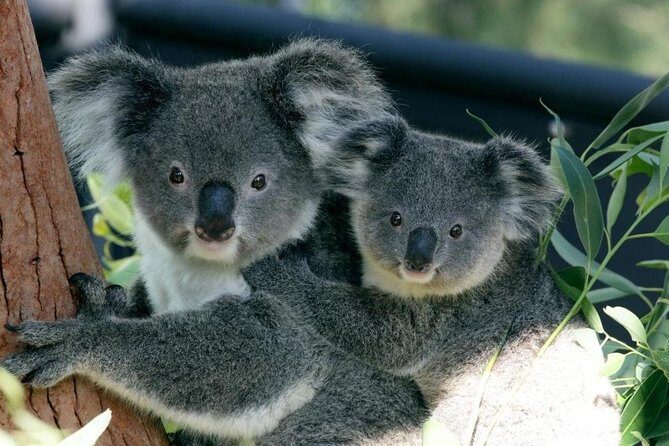 Taronga Zoo Entry Ticket wih Sydney Harbour Ferry - Key Points