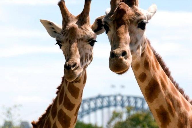 Taronga Zoo Entry Ticket wih Sydney Harbour Ferry - The Sum Up: Who Will Love This Experience?