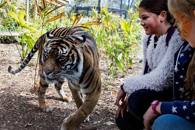 Taronga Zoo + Ferry Return Ticket - Key Points