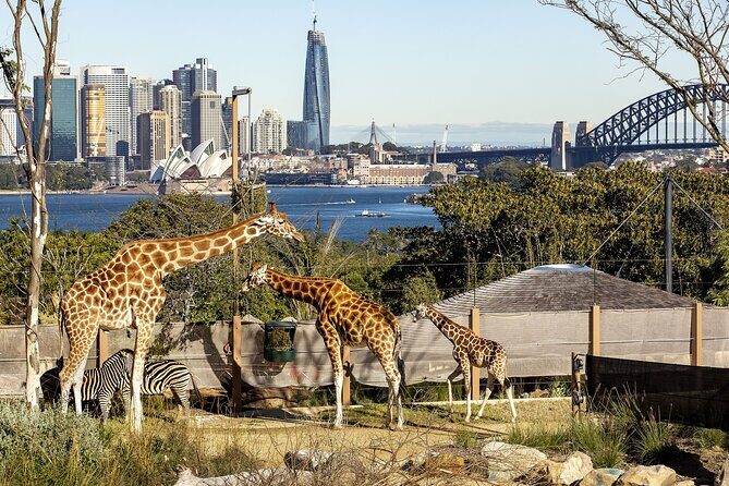 Taronga Zoo + Ferry Return Ticket - Itinerary Breakdown
