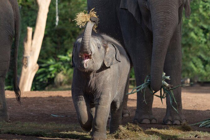 Taronga Zoo + Ferry Return Ticket - Final Thoughts: Who Should Consider This Tour?