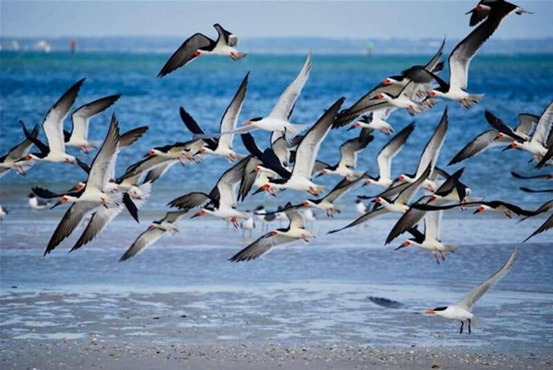 Tarpon Springs: Evening Dolphin Cruise - Key Points