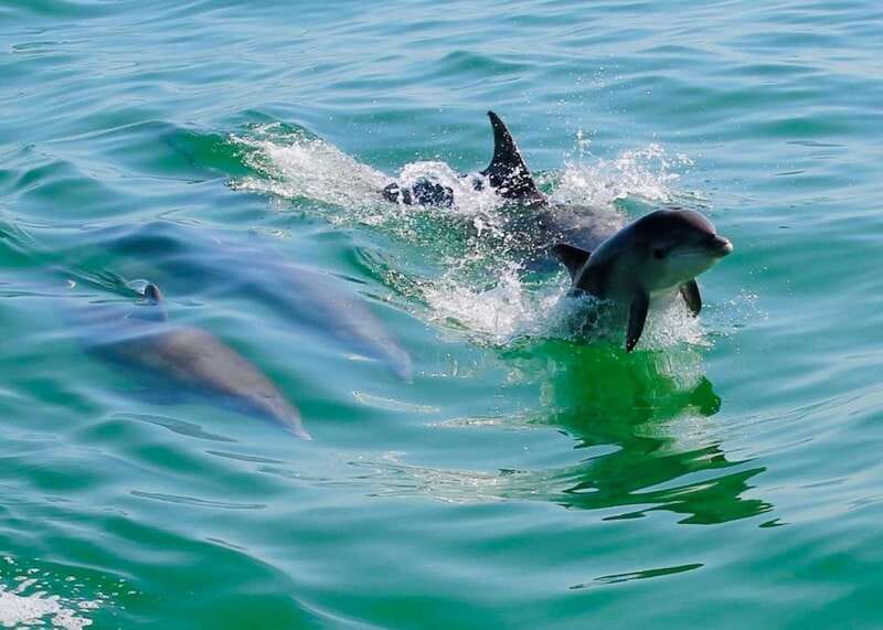 Tarpon Springs: Evening Dolphin Cruise - Wildlife and Nature Encounters