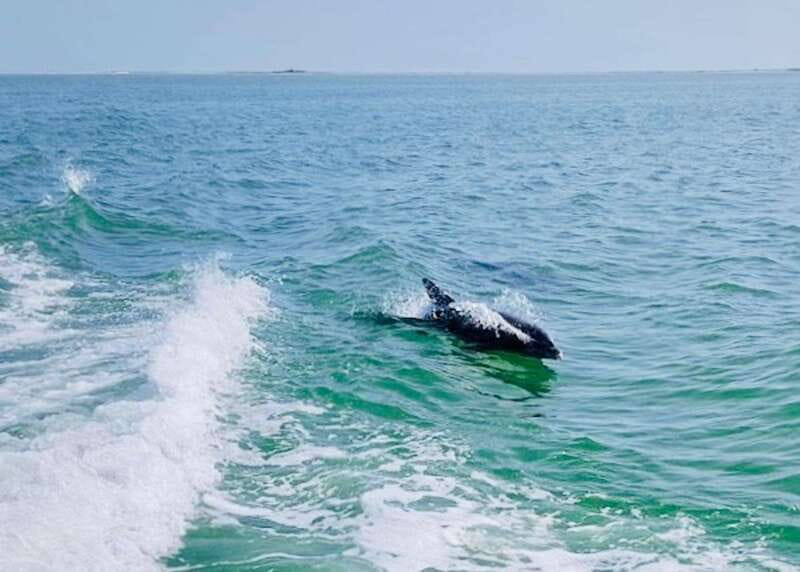 Tarpon Springs: Evening Dolphin Cruise - The Historic and Scenic Highlights