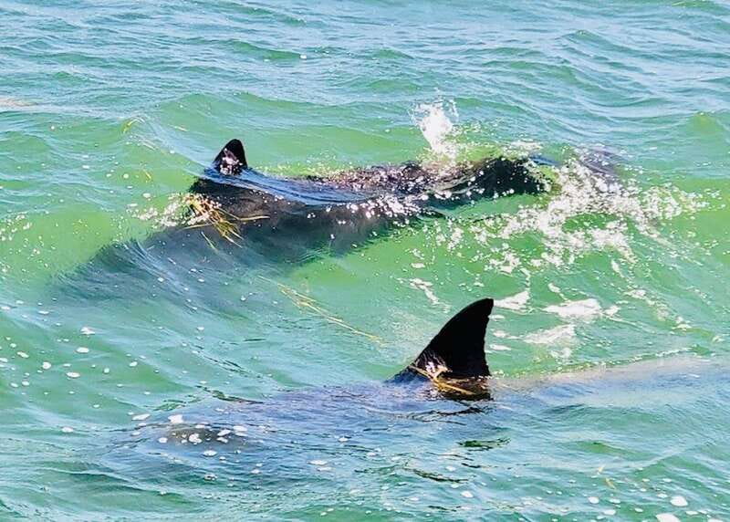 Tarpon Springs: Evening Dolphin Cruise - Frequently Asked Questions