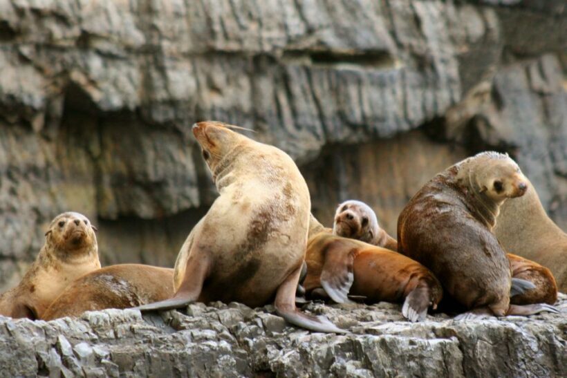 Tasman Peninsula Day Trip with Cruise & Devils from Hobart - FAQ